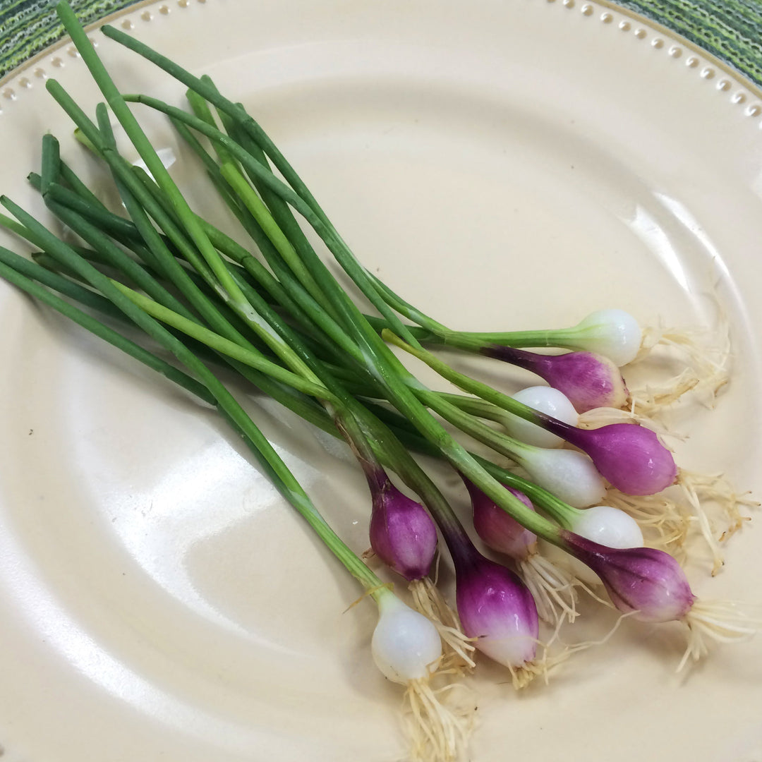 Tiny Veggies™ – Gourmet Sweet Botanicals