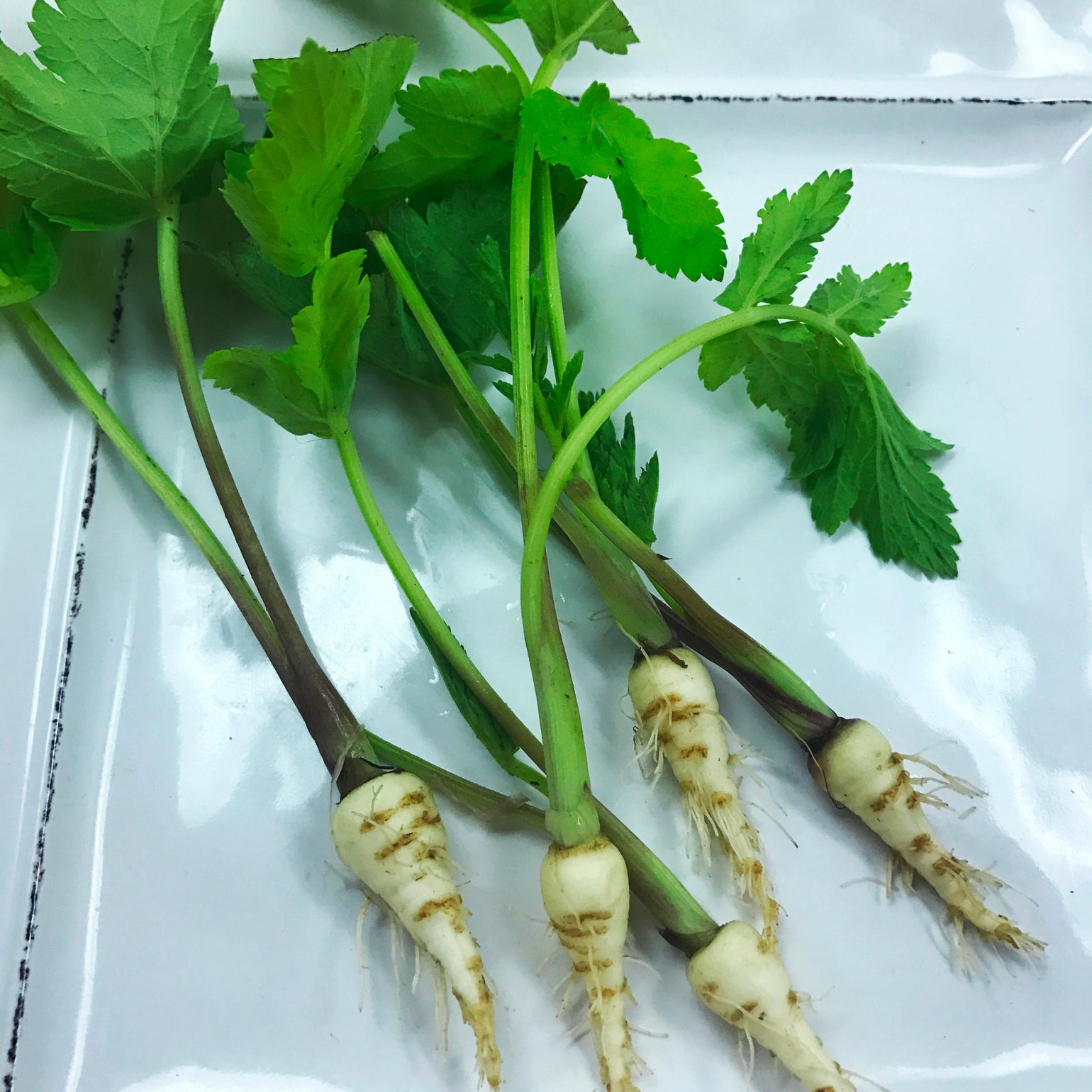 Tiny Veggies™ – Gourmet Sweet Botanicals